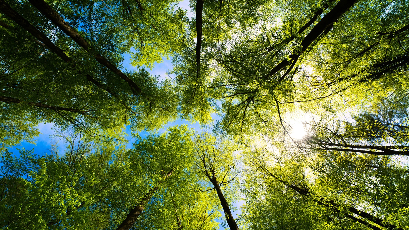 Litigating sustainably – the Greener Litigation Pledge | Cripps